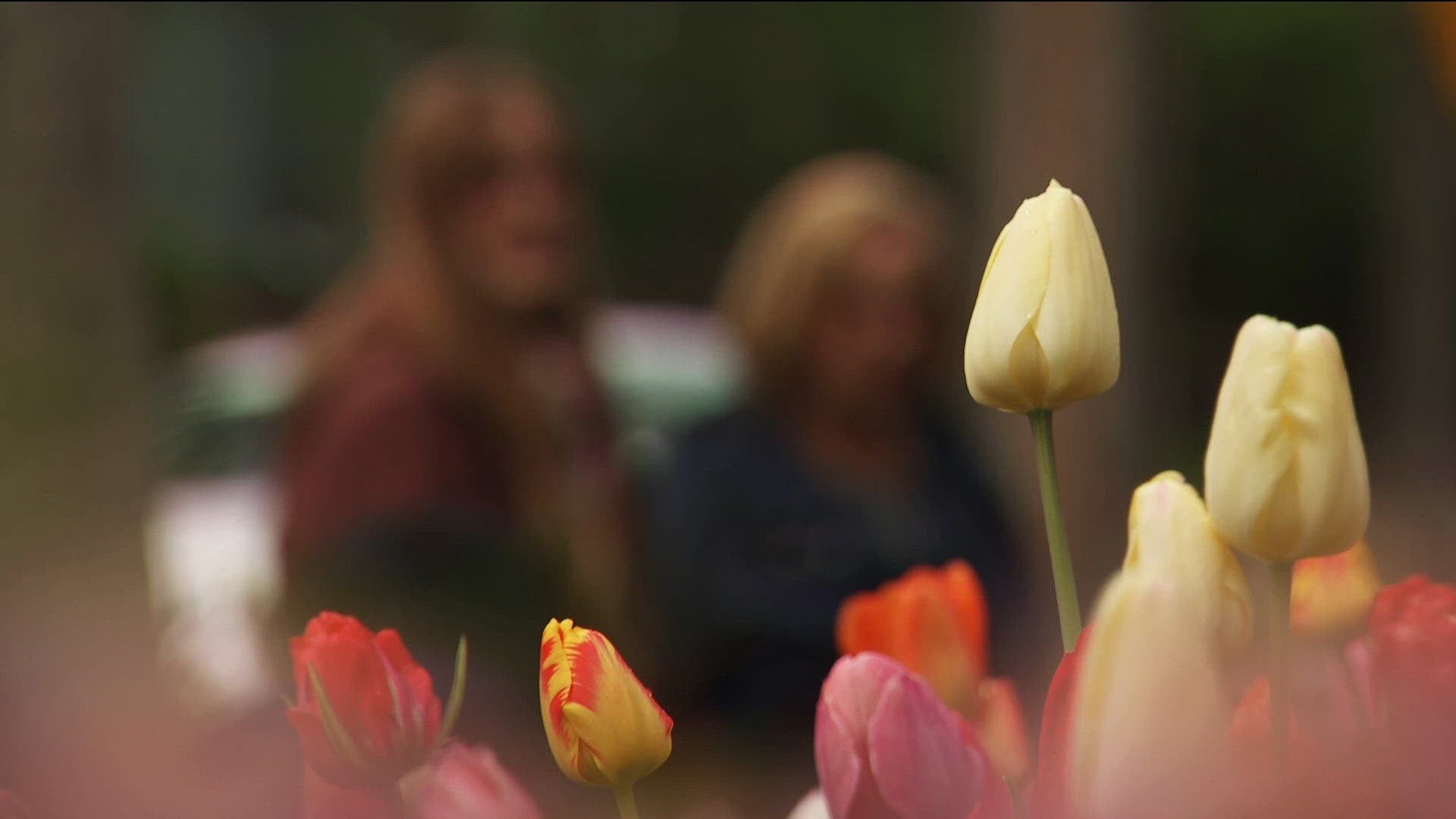 New season in bloom at the Minneapolis Tulip House