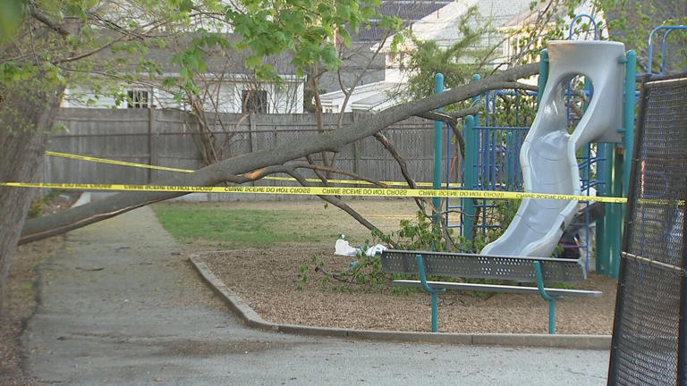 Two children injured after tree falls on school playground in Melrose
