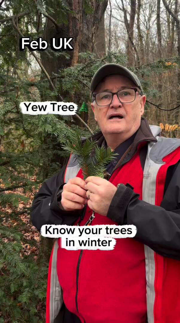 Know your trees in winter (yew tree)
