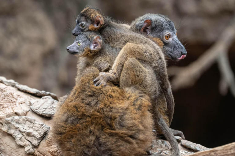 Endangered lemur gives birth to rare set of twins at NYC’s Bronx Zoo