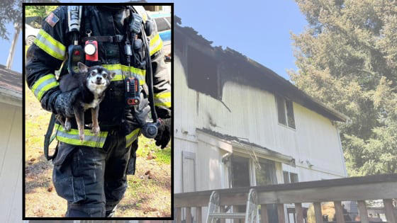 Dog rescued from Yelm house fire