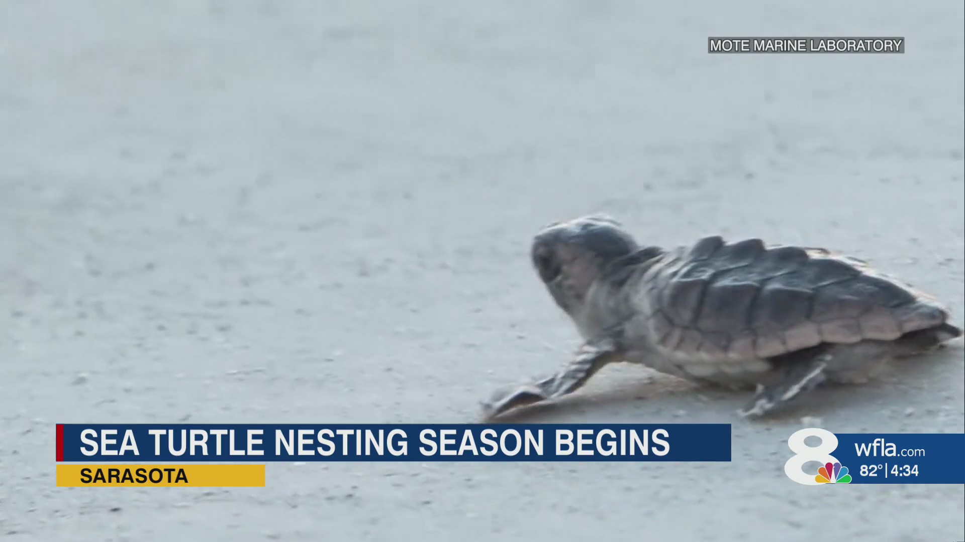 Sea turtle nesting season begins; experts at Mote encourage the ...