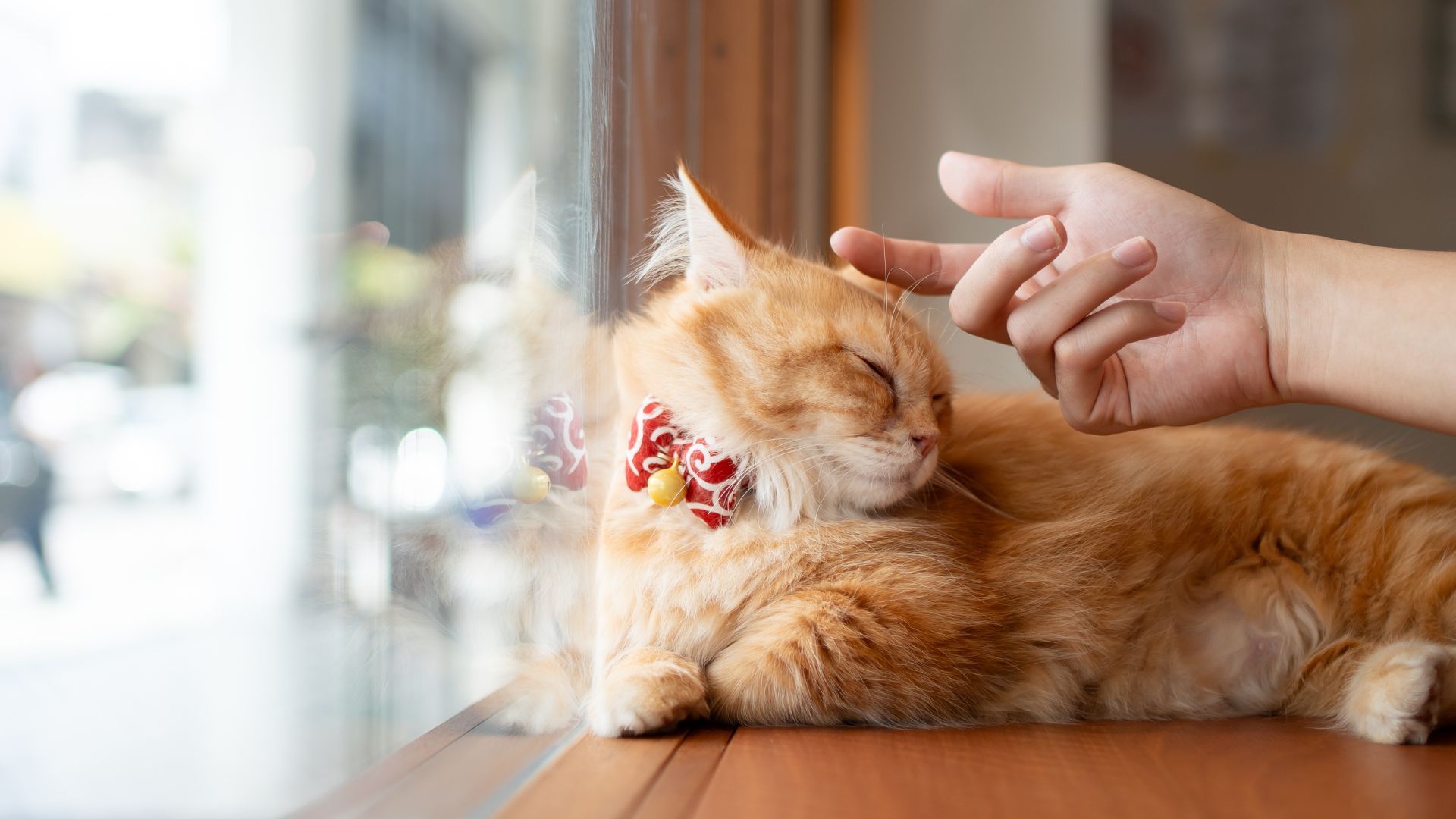 Facts about munchkin cats