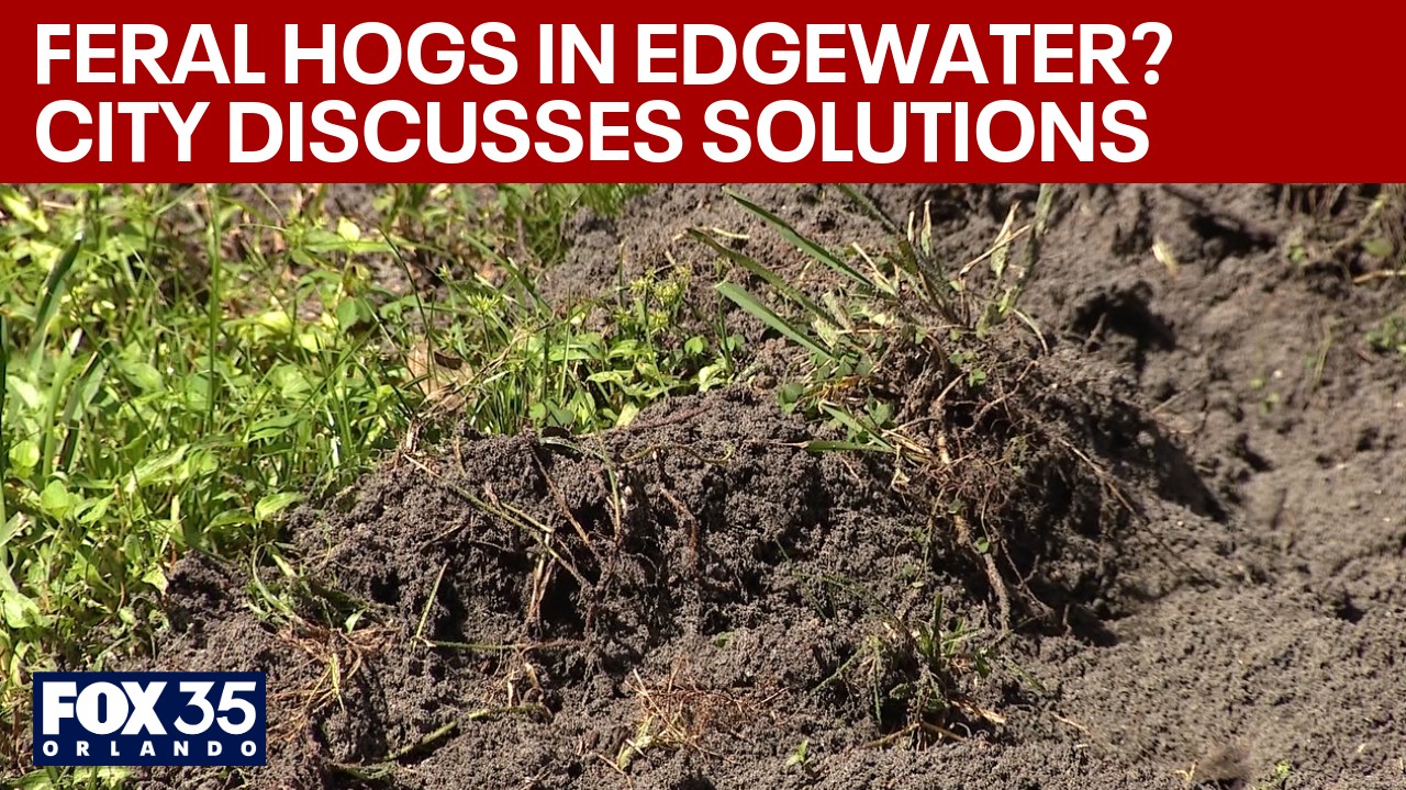 Feral hogs in Edgewater? City poses solutions to fix 'worsening' issue