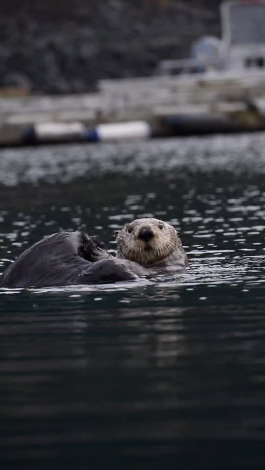 How to enjoy peaceful moments like a wild otter: The calm routine you ...