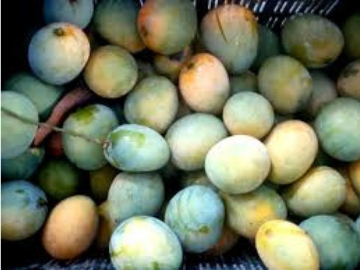 Do you know: चंपारण की शान है, बिहार की जान है ये आम, नाम जानते ही ...