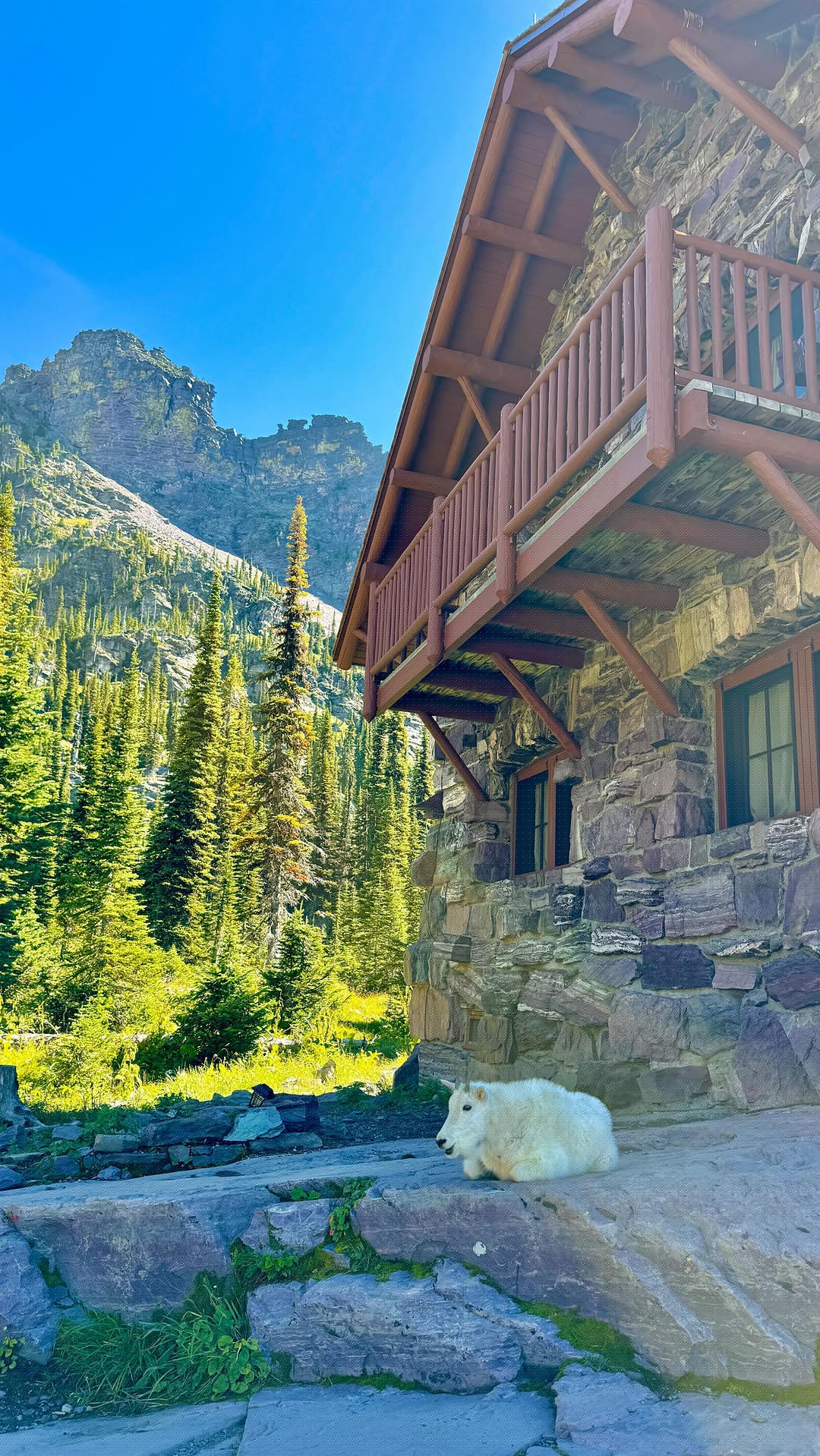 Mountain goats in Glacier National Park: where to see them