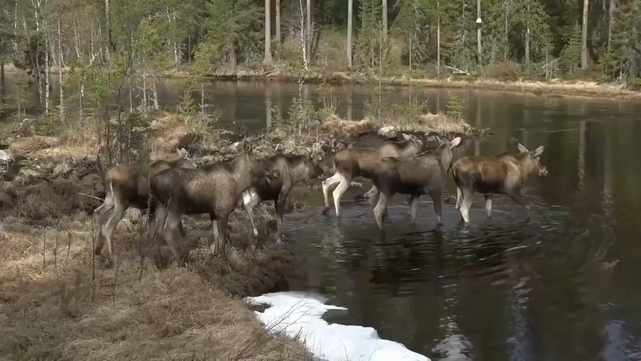 'The Great Moose Migration' inspires fans to follow the Swedish slow TV hit