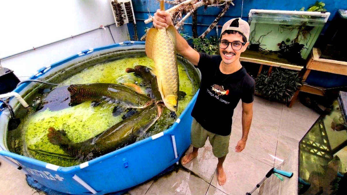 Coloquei Um Peixe Exótico Aruanã Na Piscina Pros Meus Monstros Comerem