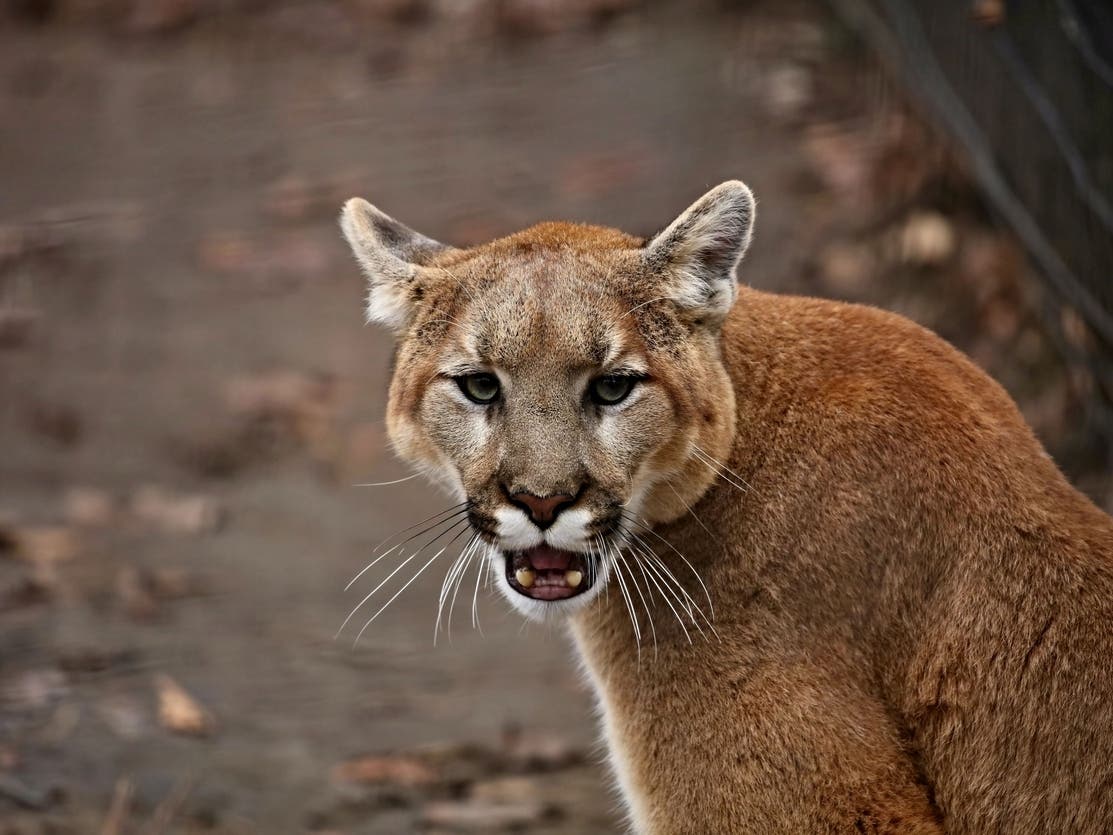 Mountain lion spotted in Escondido