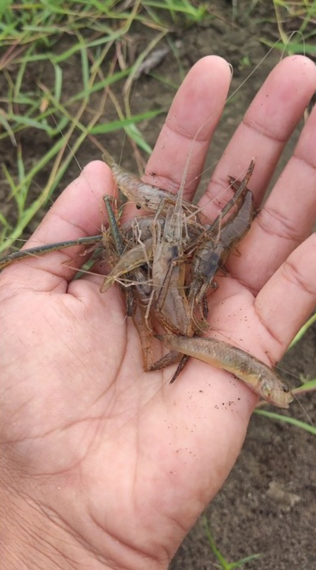 Prawn catching tips and tricks you need to know