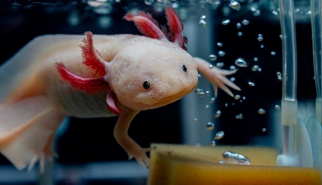 A lot of misinformation: Owner of 20 axolotls warns against keeping the ...
