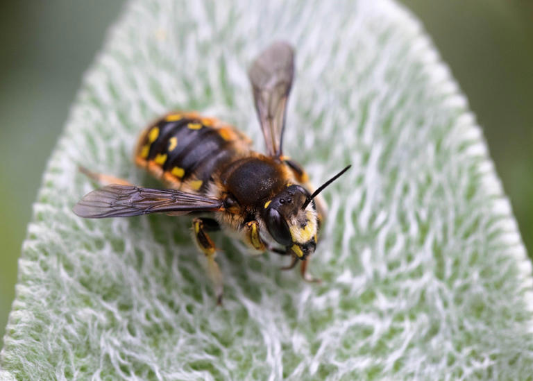 How well do you know your garden bees?