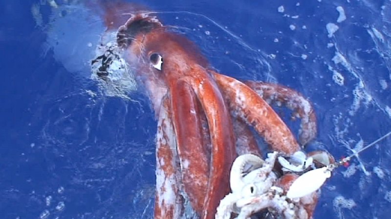 Giant squid among creatures of the deep hiding off WA’s Ningaloo Coast ...