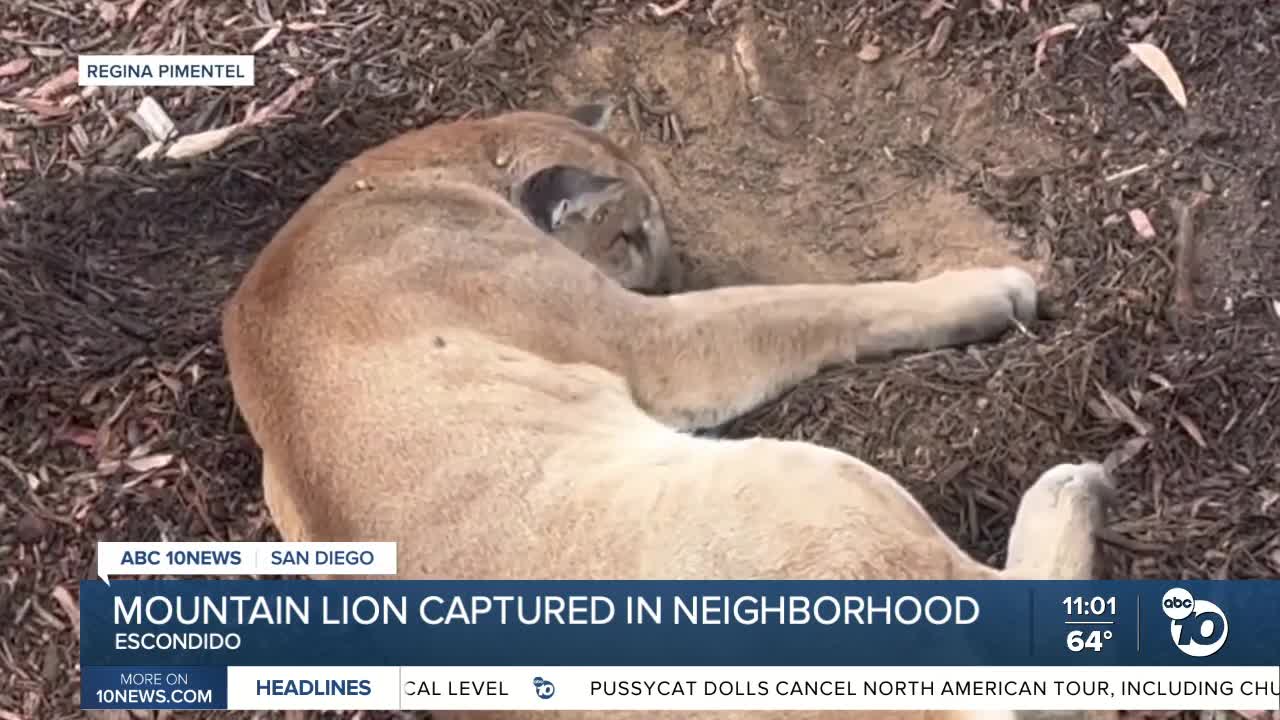 Authorities rescue mountain lion after rare sighting in Escondido ...