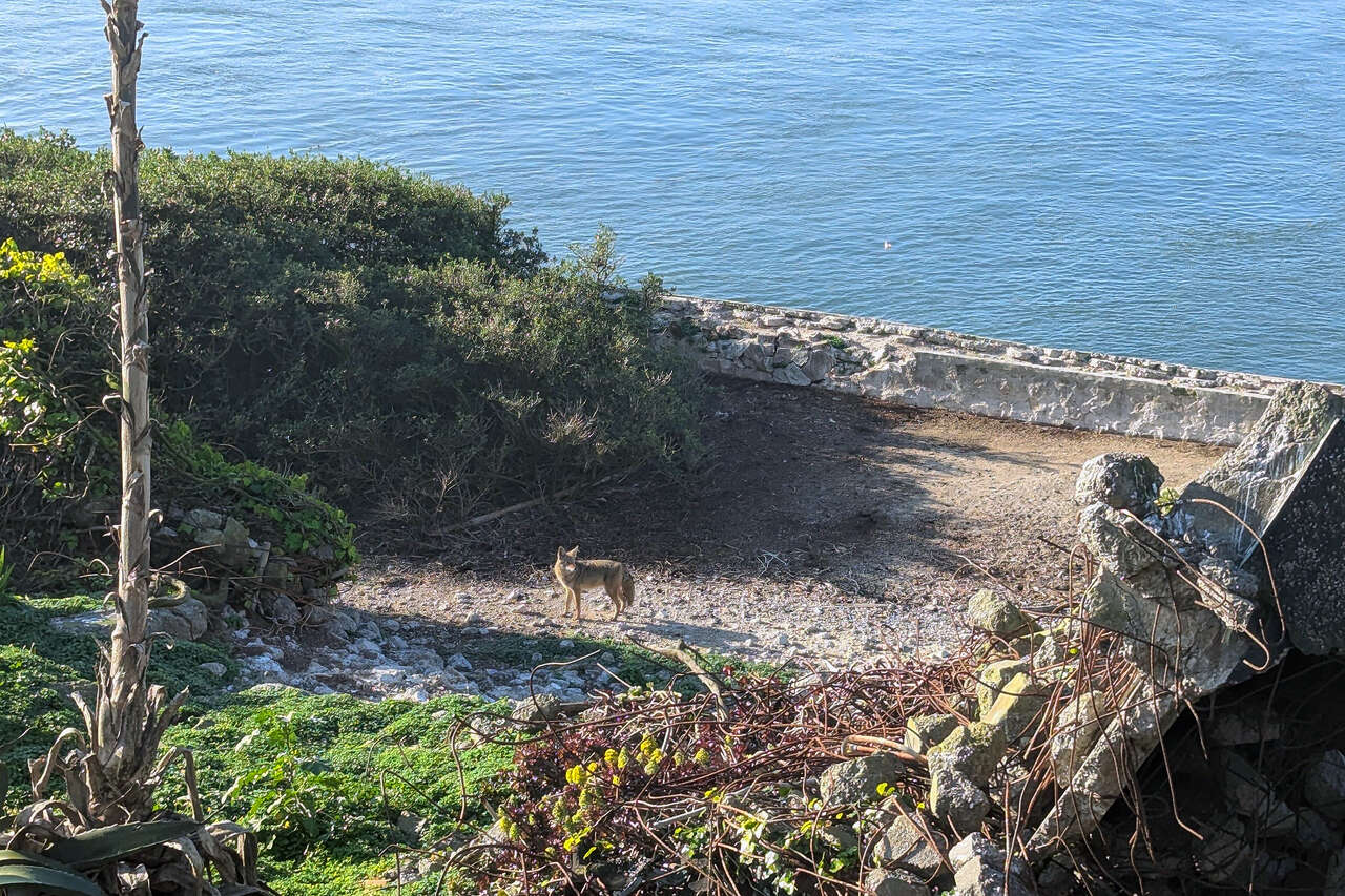 National Park Service staff reveal unexpected origins of Alcatraz coyote