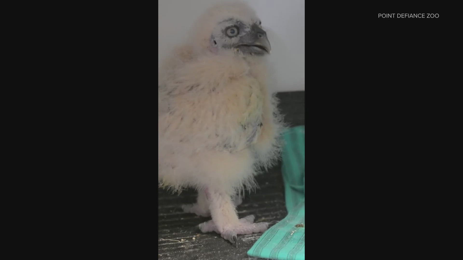Baby owl growing at Point Defiance Zoo