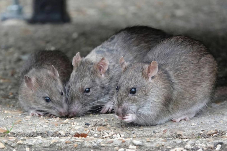 Expert warns rats are invading UK homes in 'ignored underground motorways'