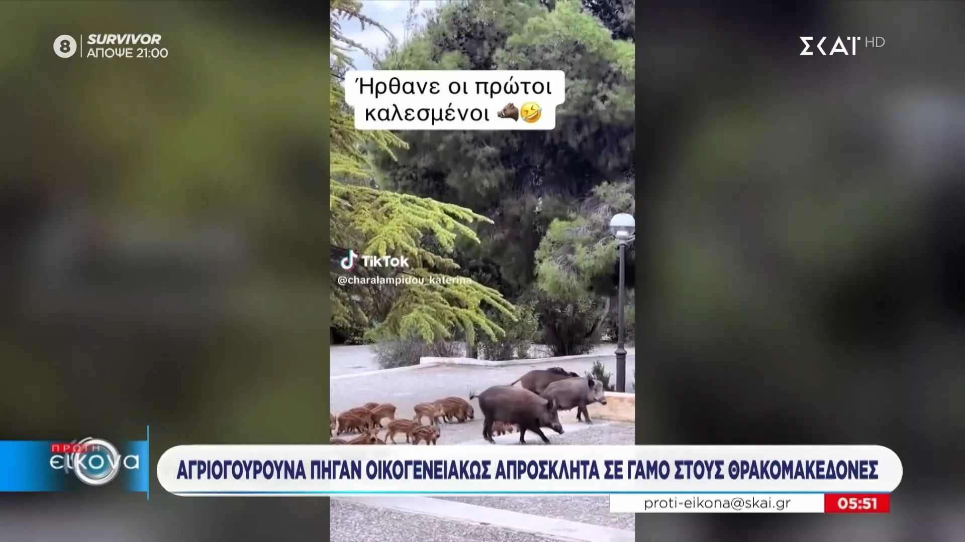 Αγριογούρουνα πήγαν οικογενειακώς απρόσκλητα σε γάμο στους Θρακομακεδόνες