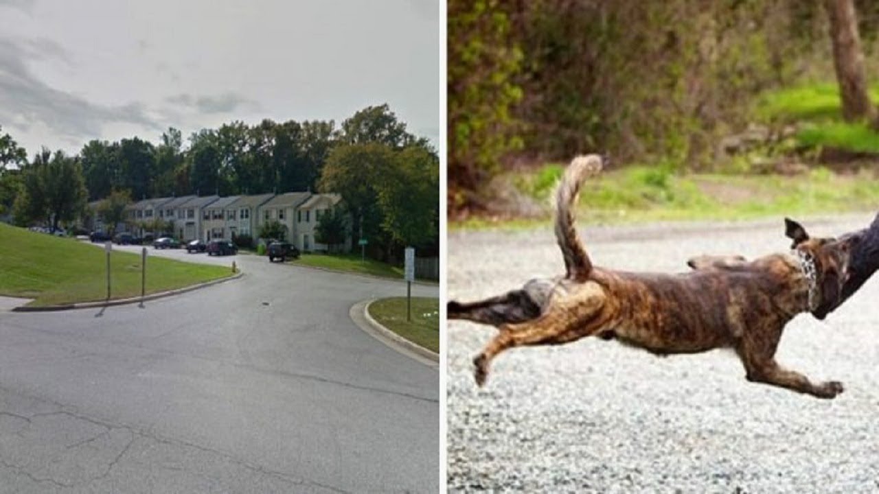 Little girl’s kidnapping thwarted by loyal dog