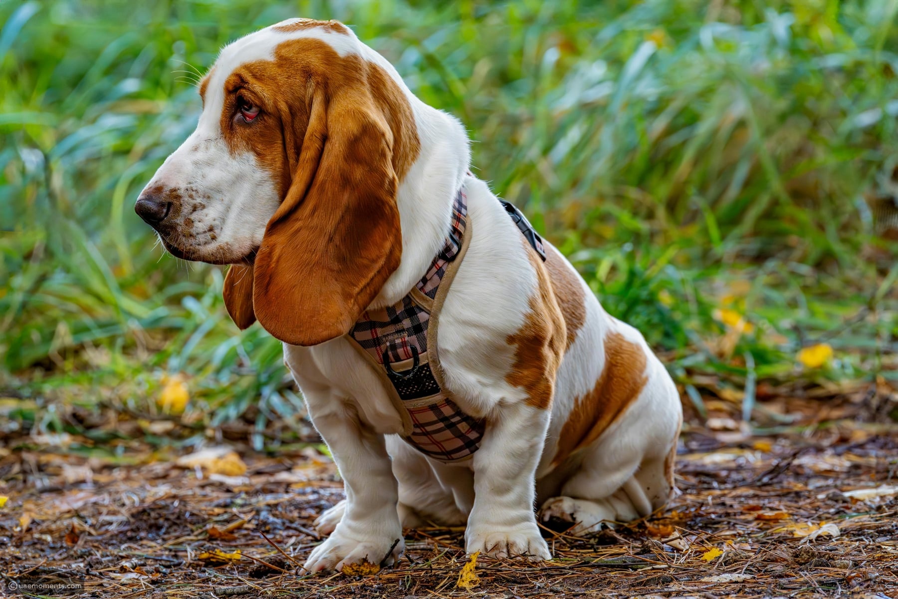 8 Dog Breeds That Fewer People Seem To Want These Days
