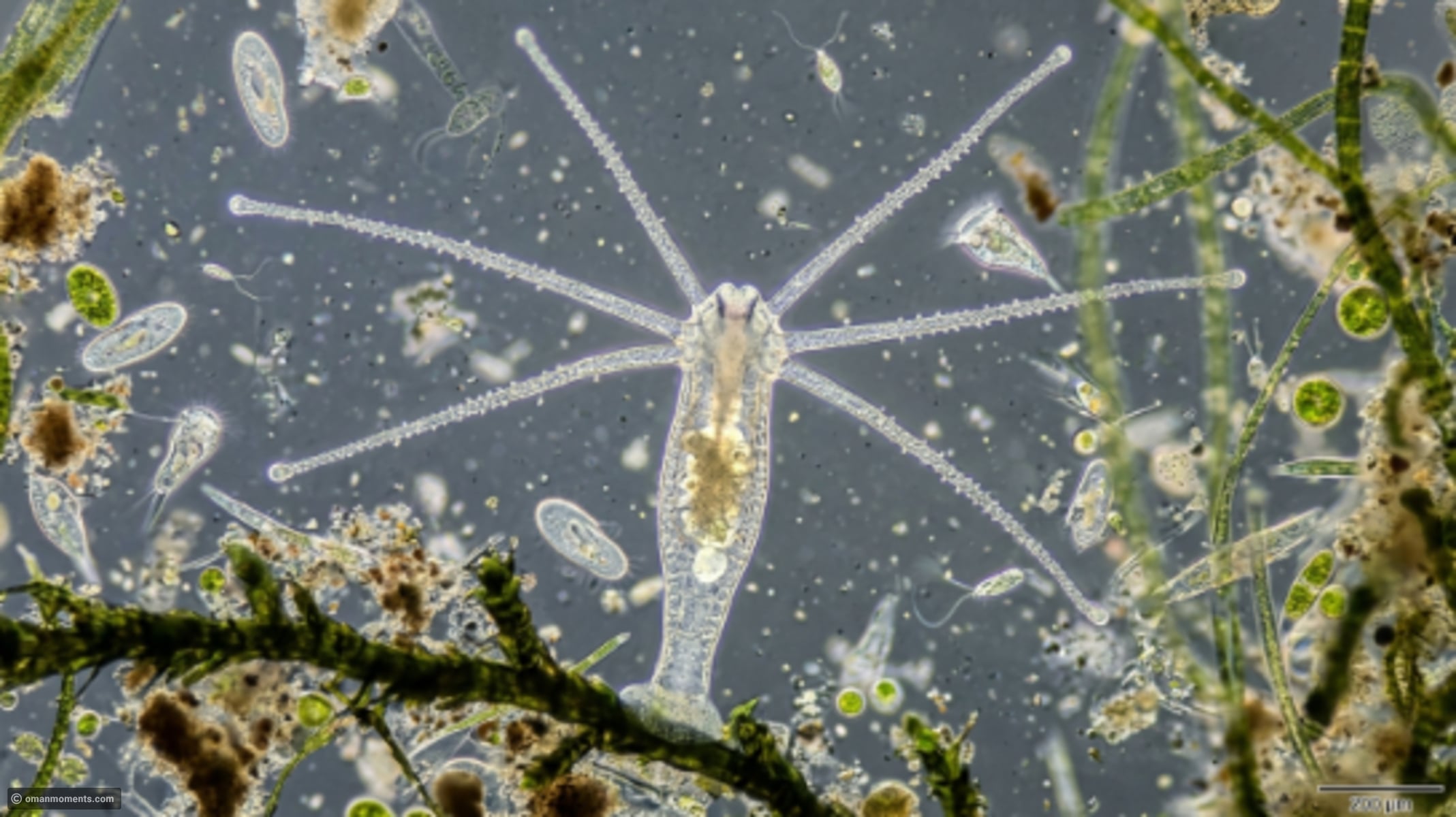 Tiny lives, fast endings: animals with the shortest lifespan