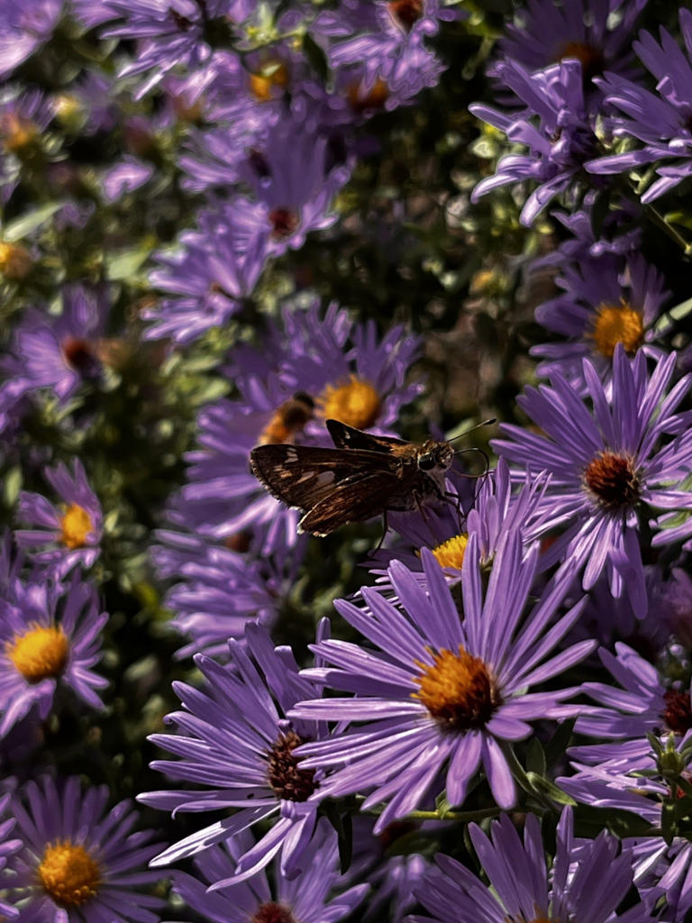 Over the garden gate: Adding native plants to your garden