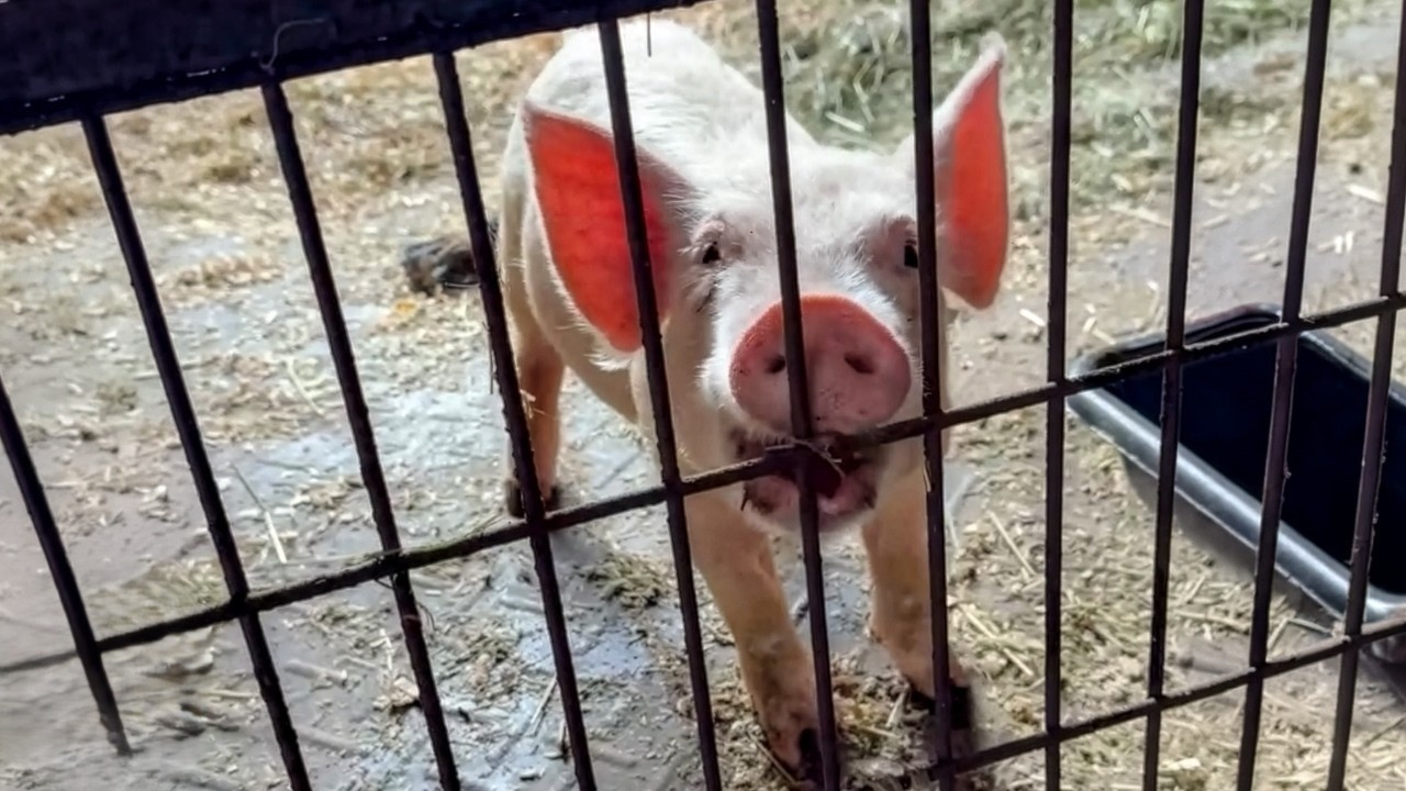 Rescue piglet now refuses to leave her new farm family’s side