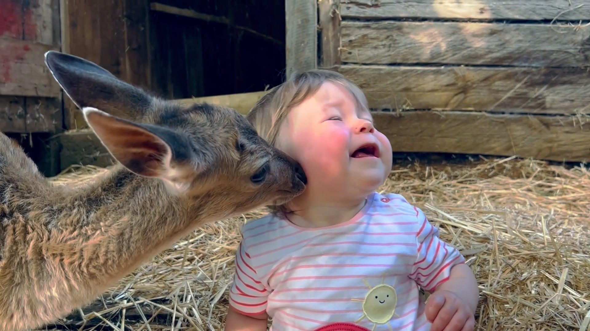 Rescue deer becomes best friends with toddler