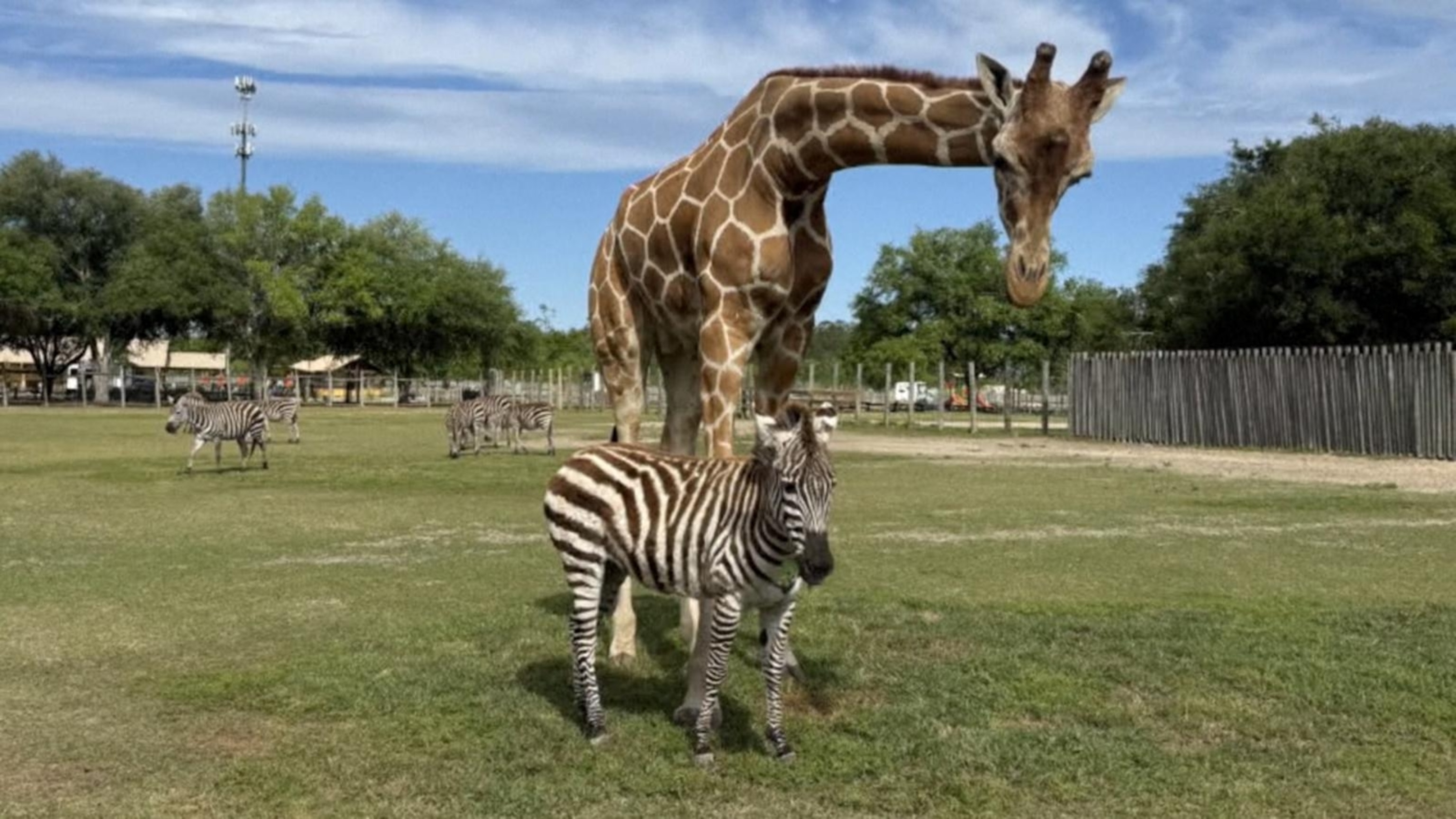 'Very unique': Giraffe and zebra are BFFs