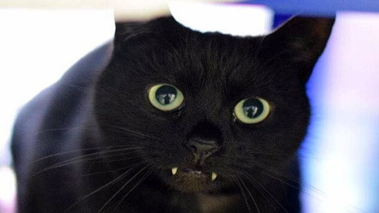Nobody will adopt this cat because he looks like a vampire, and he’s ...