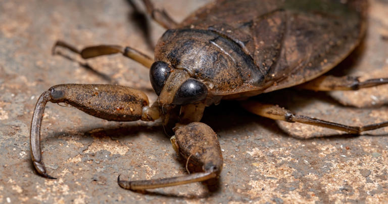 7 things you didn't know about the giant water bug (toe-biter)