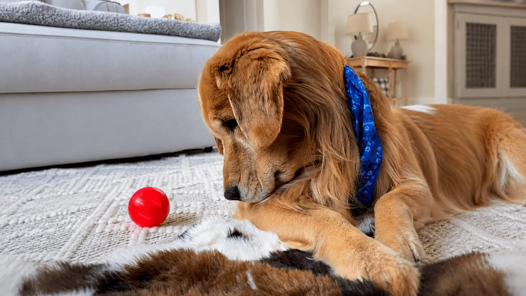 My dog is in deep thought