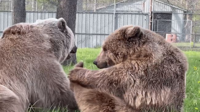 'They love it': Bears play fight at New York sanctuary