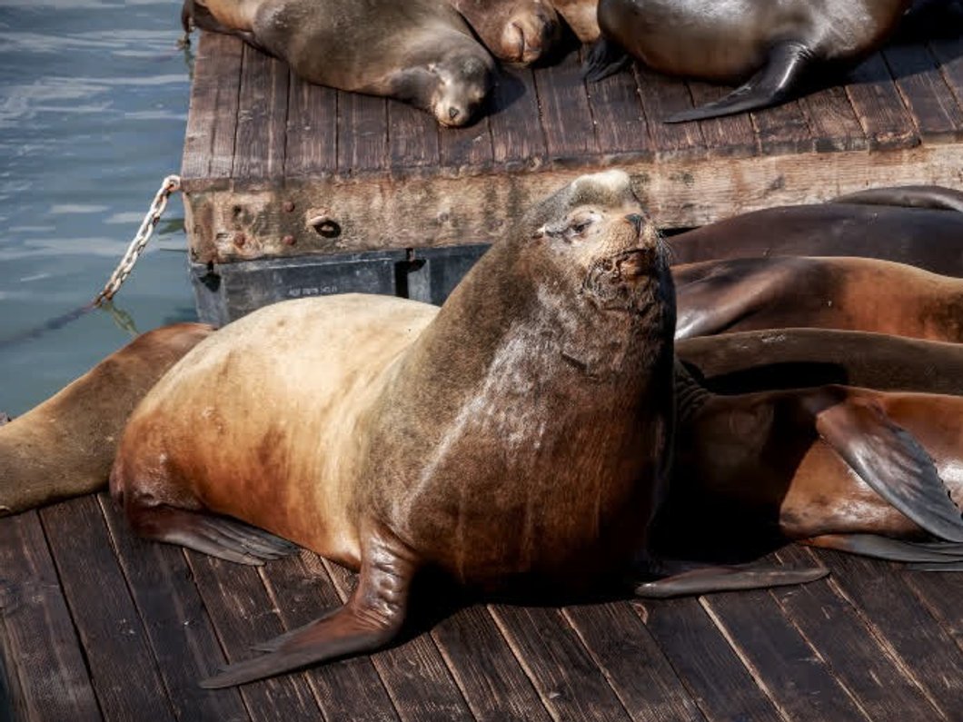 Steller sea lion 'Chonkers' causes a stir in San Francisco