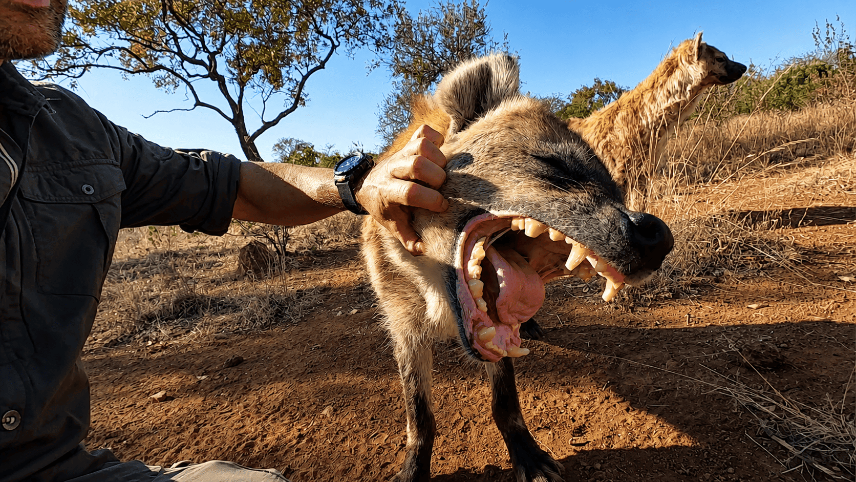 This man tried to calm down a wild hyena for the first time