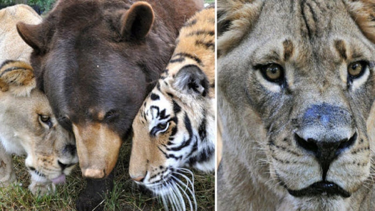 Leo the lion leaves his brothers, 15 years after being rescued from a ...