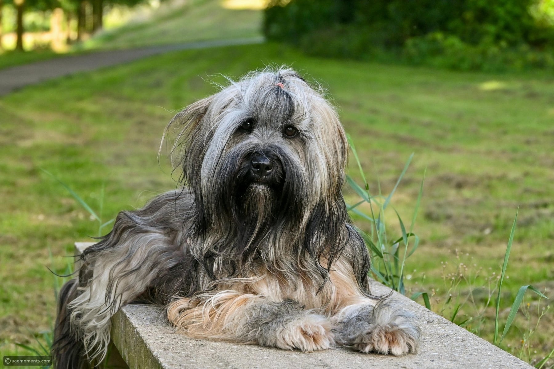 Not common, not trendy: 10 dog breeds people choose after deep research
