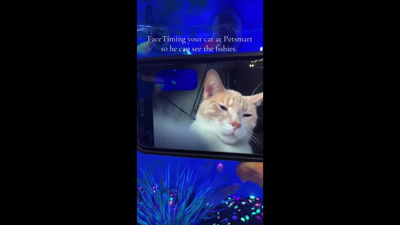 Pet owner FaceTimes cat at PetSmart so it can watch glowing fish