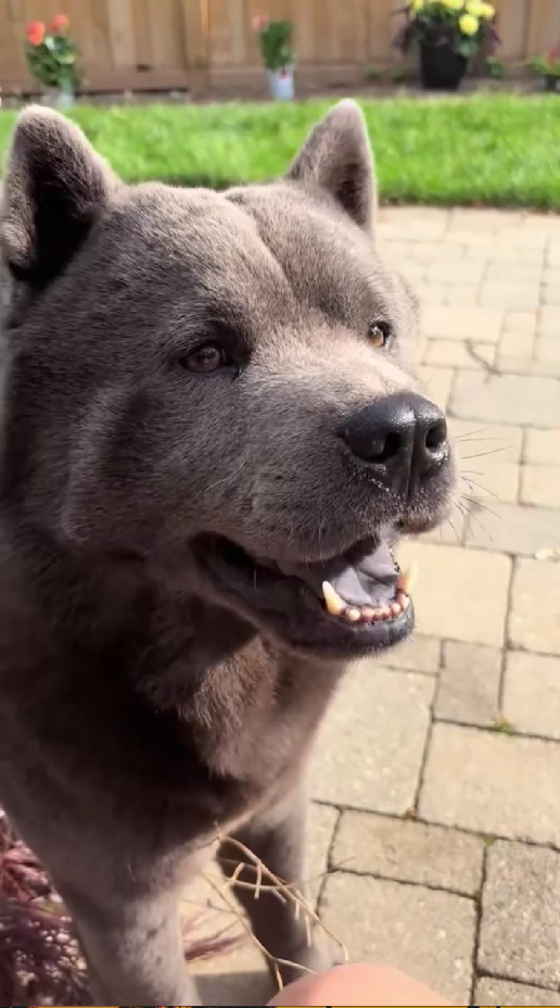 Adorable Chow Chow Braxton Playtime Energy Moments