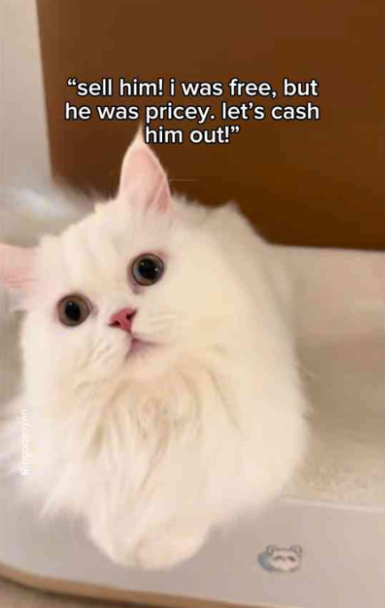 Mango knows how the world works smart cat moments that are too real