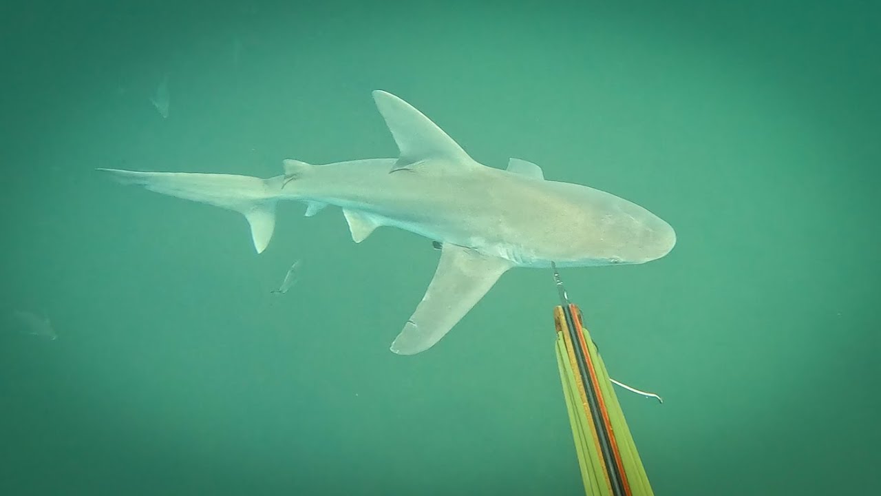 He almost pulled the trigger on a shark - caught on camera