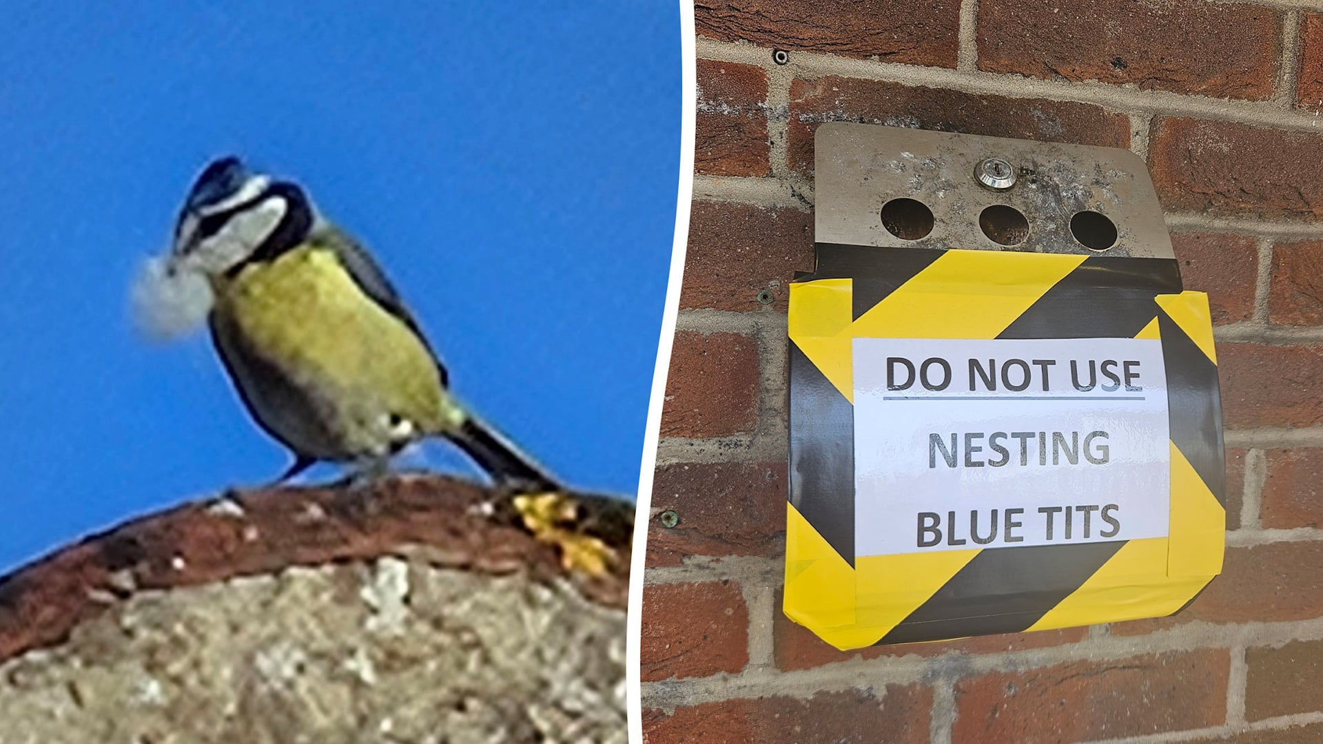 Blue tits nest inside pub's ashtray