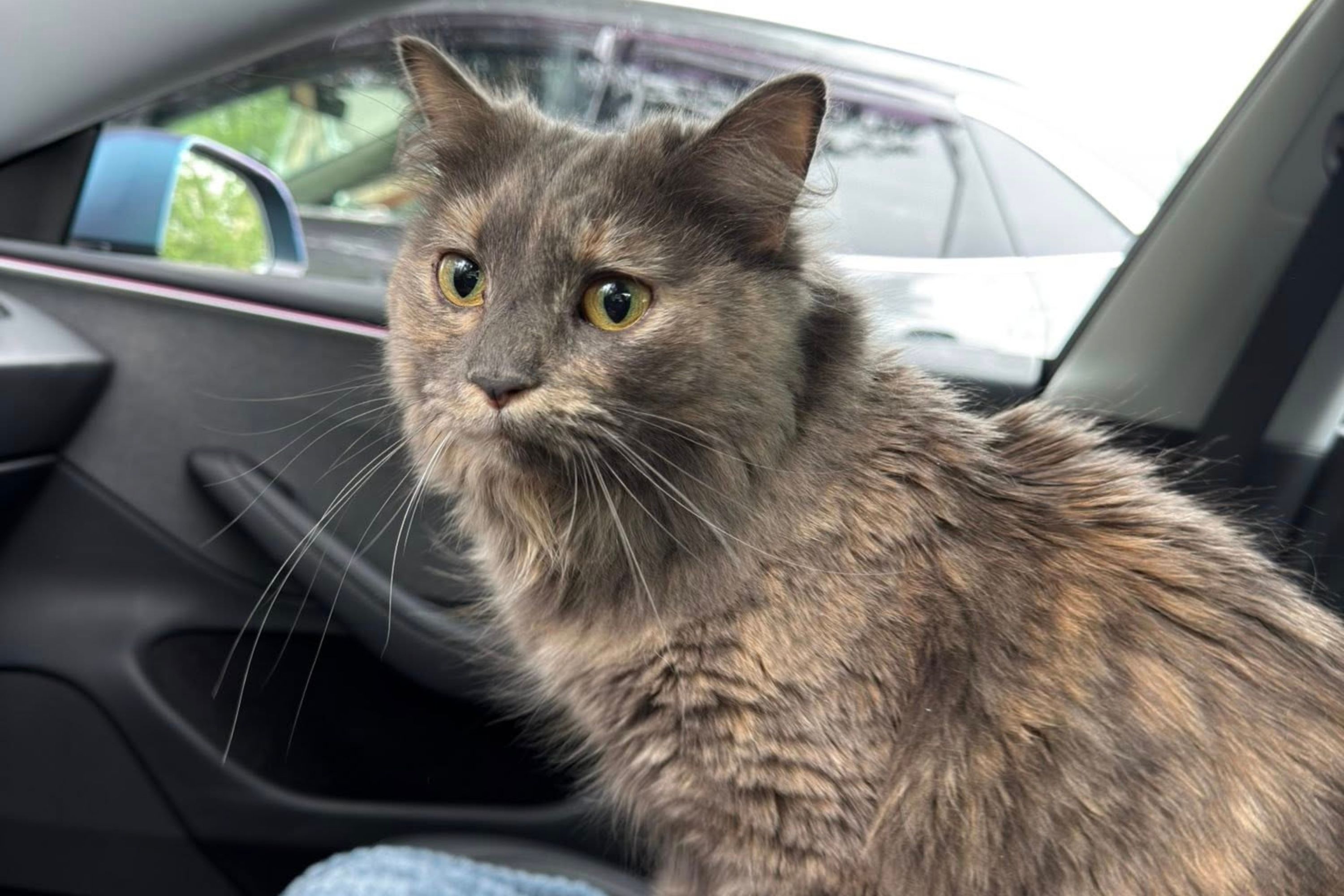 Foster carer picks up cat after adoptees return her—realizes 'she ...