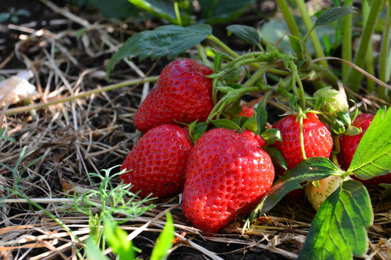 Eigen aardbeien tot in het najaar: 6 tips om de oogst maandenlang te rekken