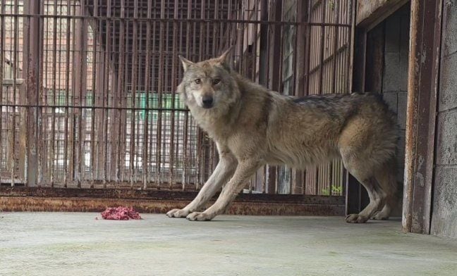 Public zoo council launched following wolf escape