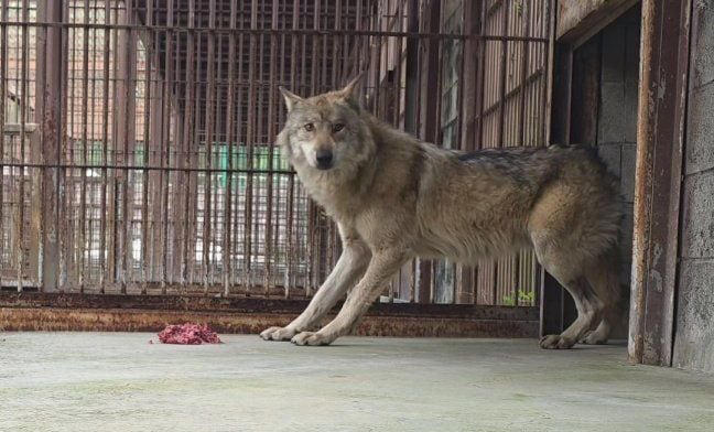 Public zoo council launched following wolf escape