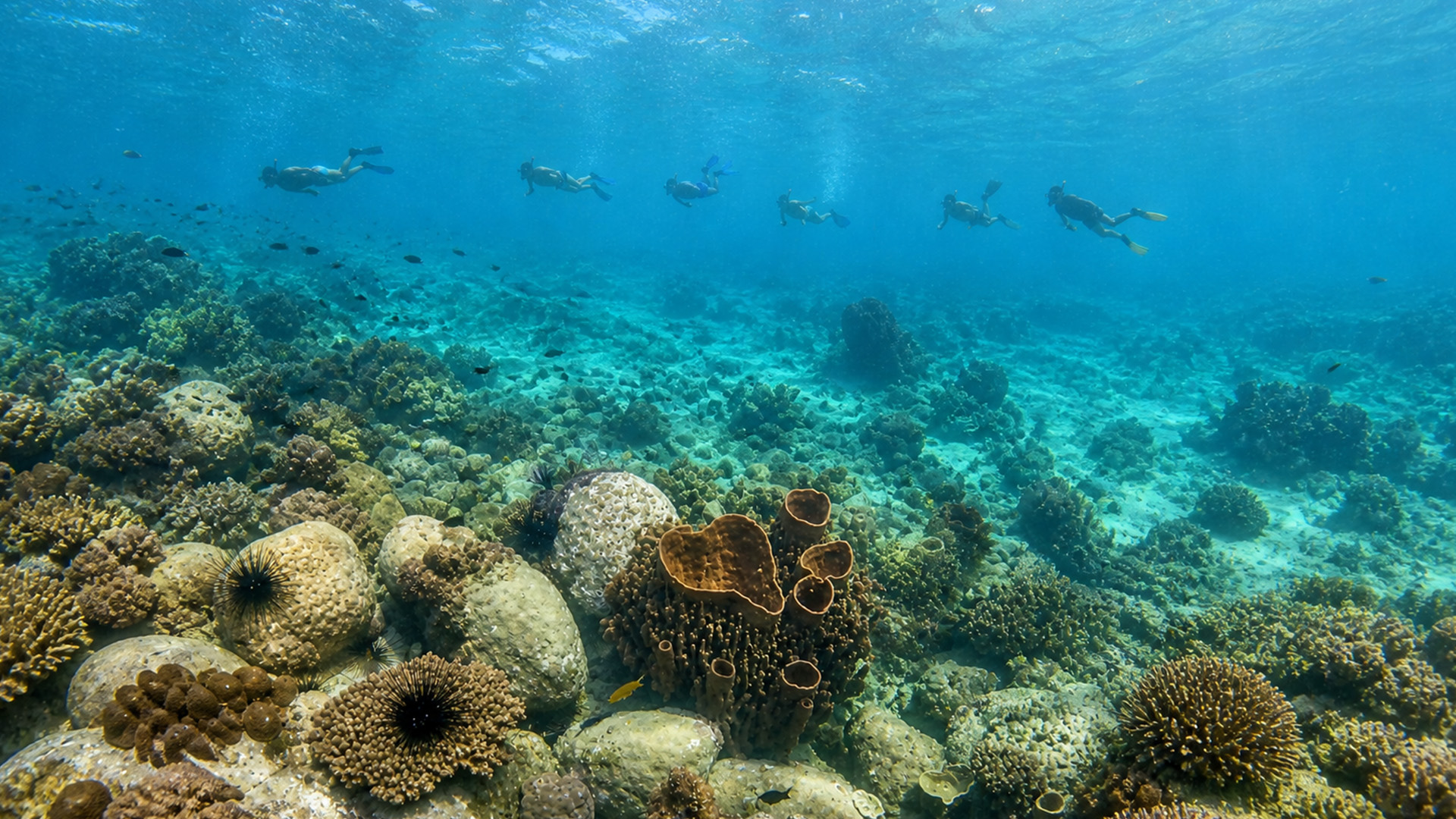 Snorkeling over a vibrant tropical reef