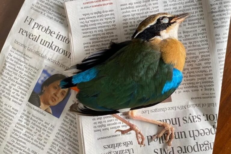 In India, few are tracking birds colliding with glass in buildings