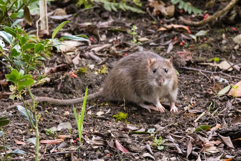 'Rats are probably in 100% of gardens' - Irish expert's simple rat ...